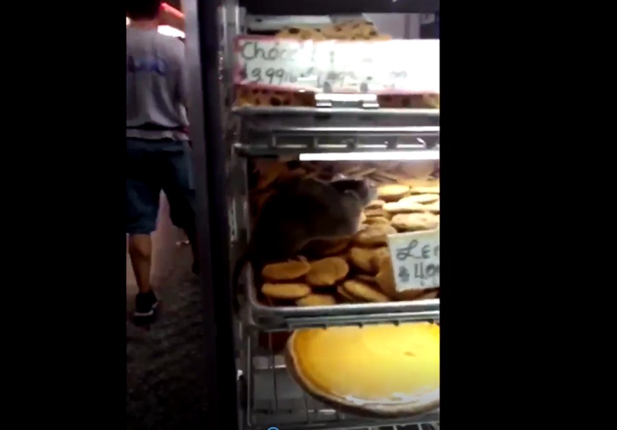 EW! Rat recorded crawling through bakery at Lexington Market - WMAR2NEWS